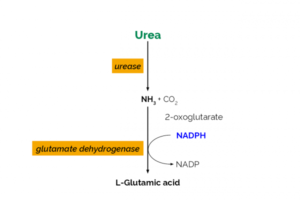 Urea Ammonia Assay Kit - Measurement of Urea and Ammonia | Megazyme
