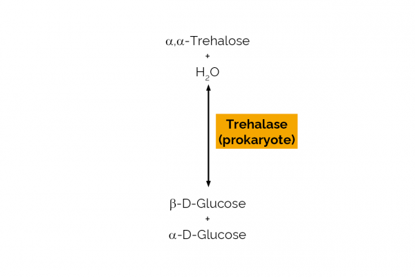 Trehalase prokaryote Enzyme | Megazyme