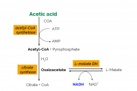 Acetic Acid Assay Kit ACS Manual Format - Buy test Kit | Megazyme