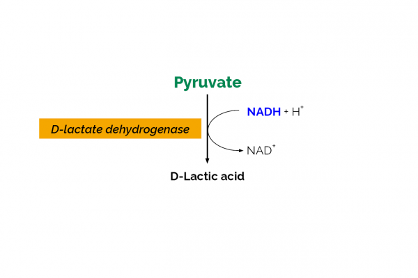 Pyruvic Acid Assay Kit Buy - Measurement of Pyruvic Acid | Megazyme