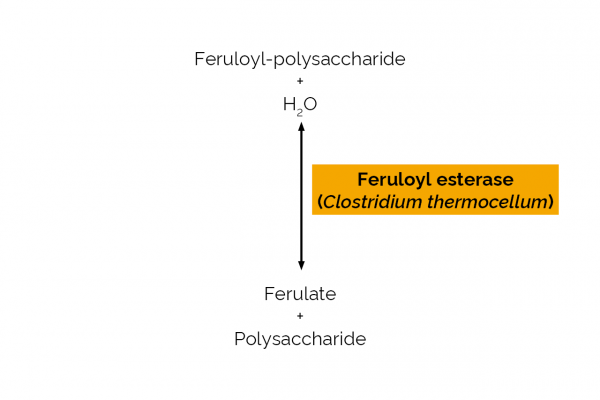 Feruloyl esterase Clostridium thermocellum Enzyme | Megazyme