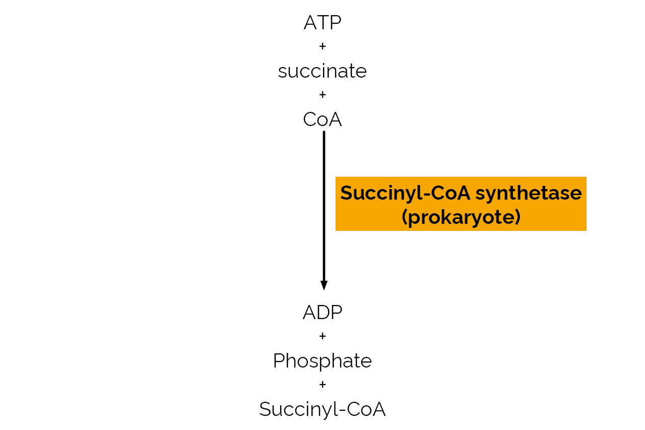 Succinyl Coa