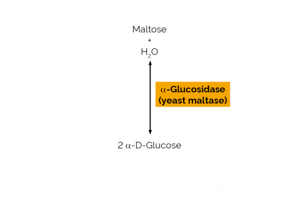 alpha-Glucosidase yeast maltase Enzyme | Megazyme