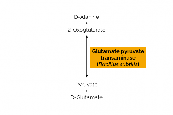 D-Glutamic-pyruvic transaminase Bacillus subtilis Enzyme | Megazyme