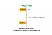 Phytase Assay Kit - Analysis | Megazyme