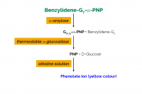 Alpha-Amylase Assay Kit - Measurement Alpha-Amylase ceralpha | Megazyme