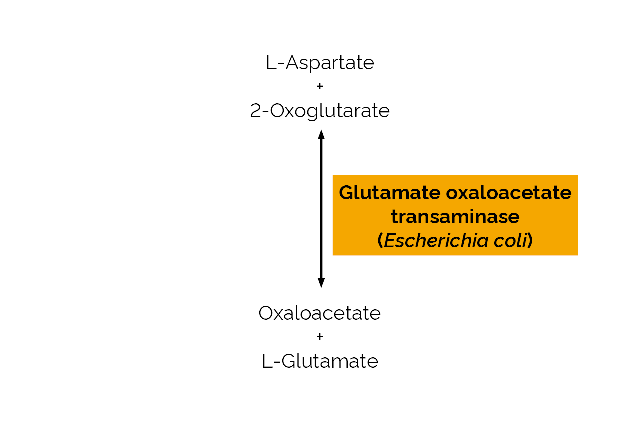 Oxaloacetic Transaminase Laminarin Promotes Immune Responses And