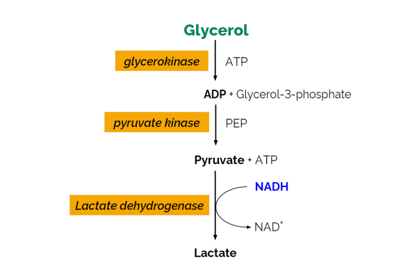 Glycerol Assay Kit - Buy Test Kit - Analysis of Glycerol | Megazyme