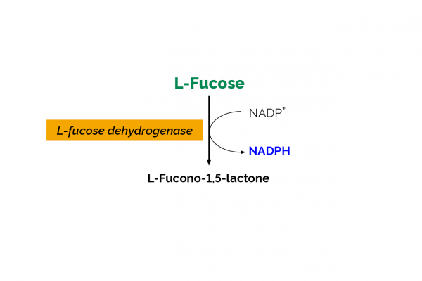 L-Fucose Assay Kit Test - Buy for the measurement of L-Fucose | Megazyme
