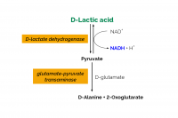 D-Lactic Acid Assay Kit - D-Lactate kit for analysis in wine | Megazyme