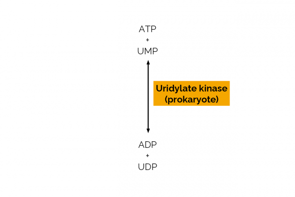 Uridylate kinase prokaryote Enzyme | Megazyme