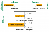 Maltose-Sucrose-D-Glucose Assay Kit | Megazyme