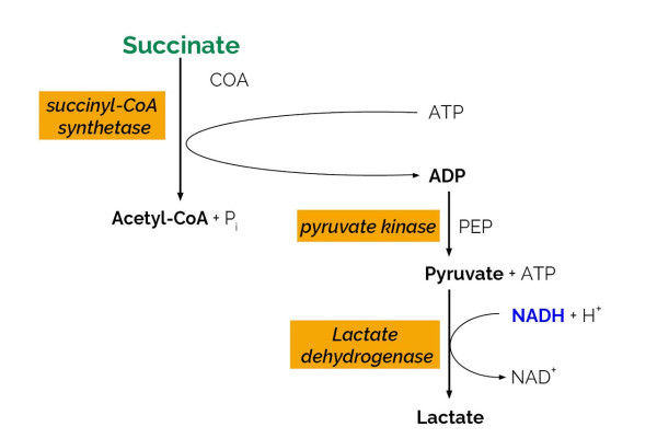 Succinic Acid Assay Kit - Succinate in Wine, Dairy & Food Products ...