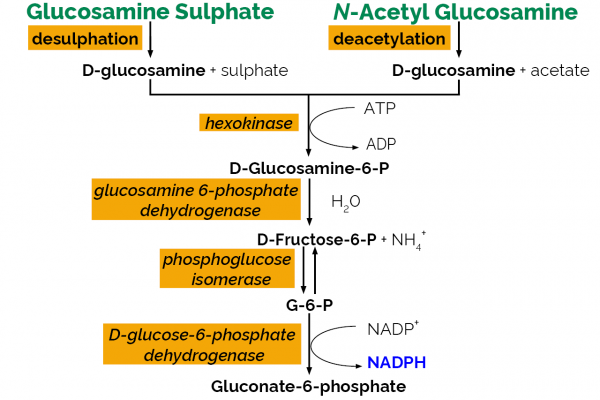D-Glucosamine Assay Kit for measurement of D-Glucosamine | Megazyme