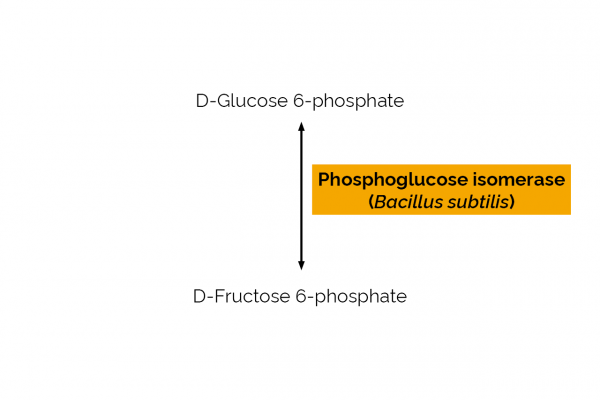 Phosphoglucose isomerase Bacillus subtilis Enzyme | Megazyme