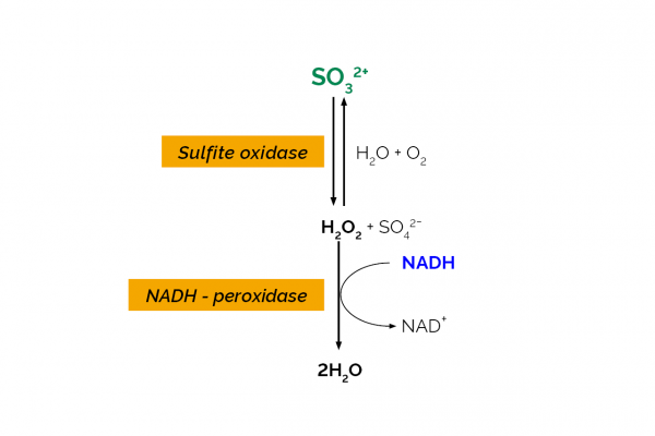 Total Sulfite Assay Kit Enzymatic - Wine Sulfite Test Kit | Megazyme